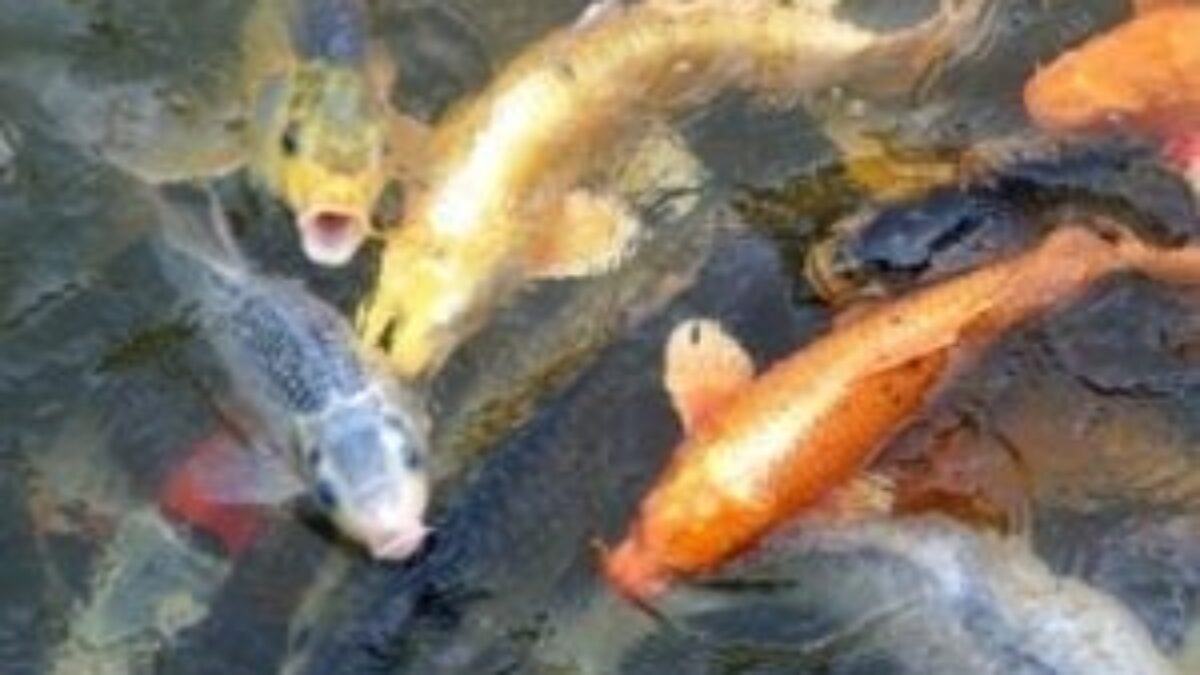 Pond Fish Types
